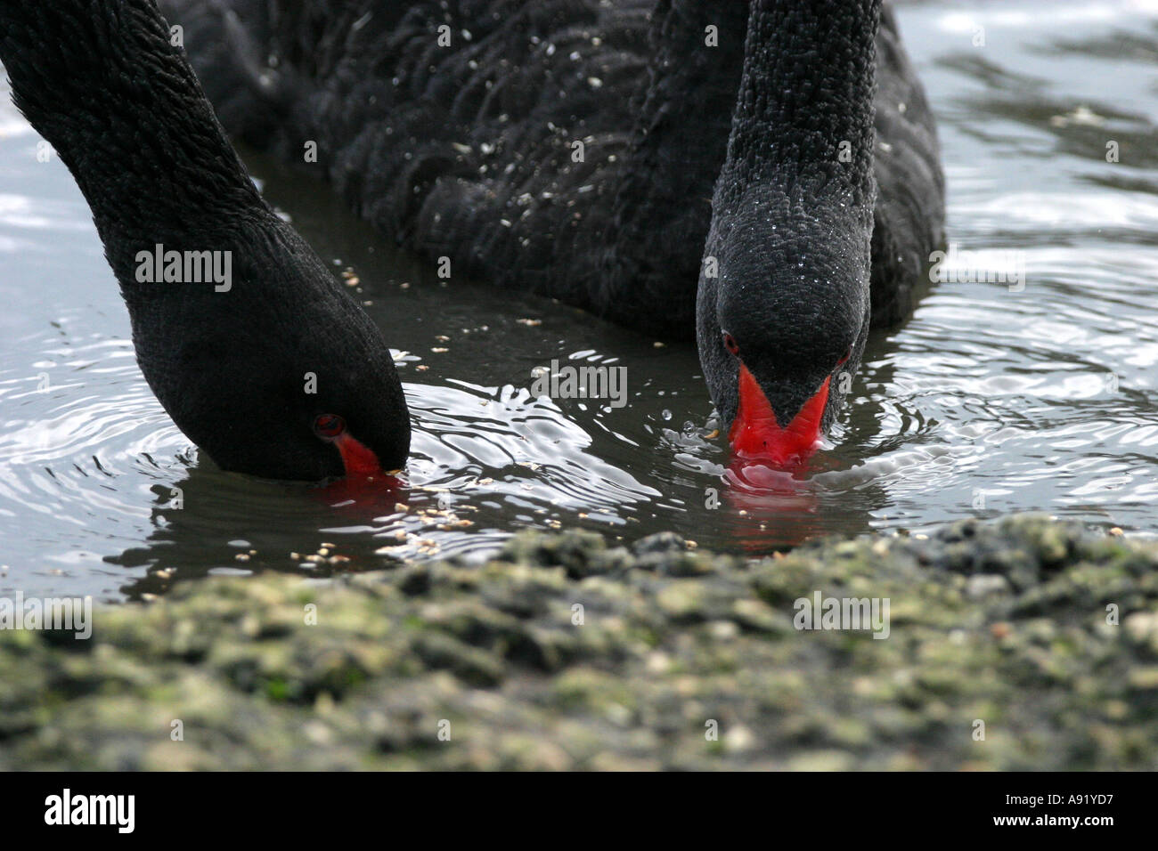 Black swan pictures hi-res stock photography and images - Alamy