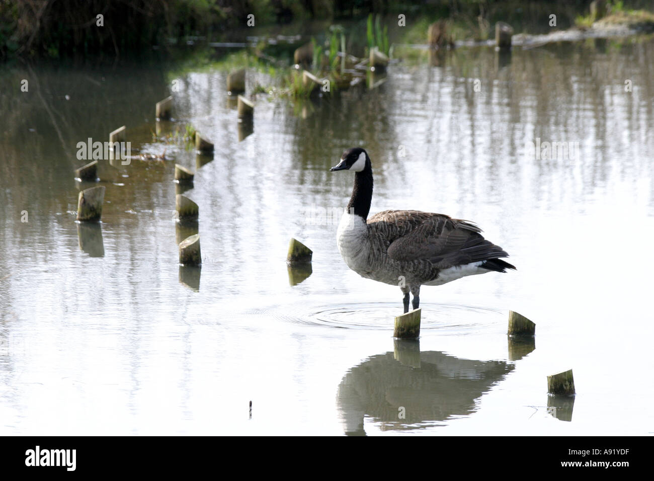 Canada goose canadian colors hi-res stock photography and images - Alamy
