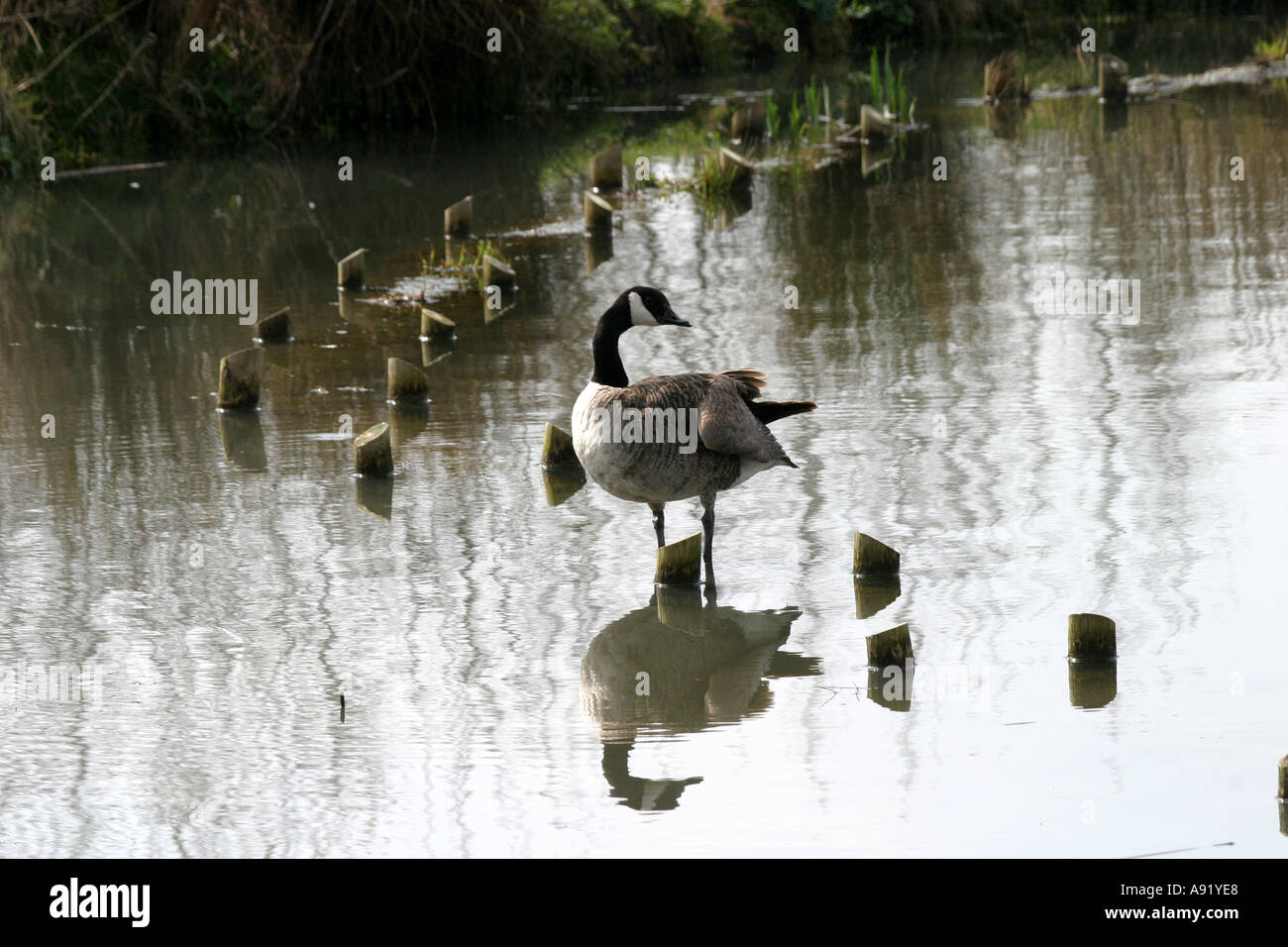 Canada goose canadian colors hi-res stock photography and images - Alamy