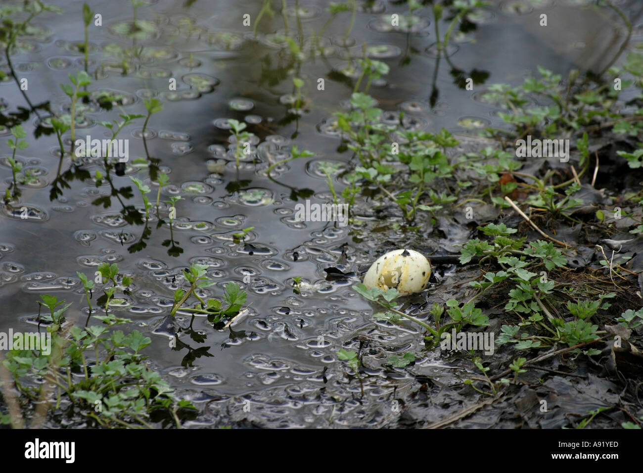 Broken duck egg in swamp Stock Photo - Alamy