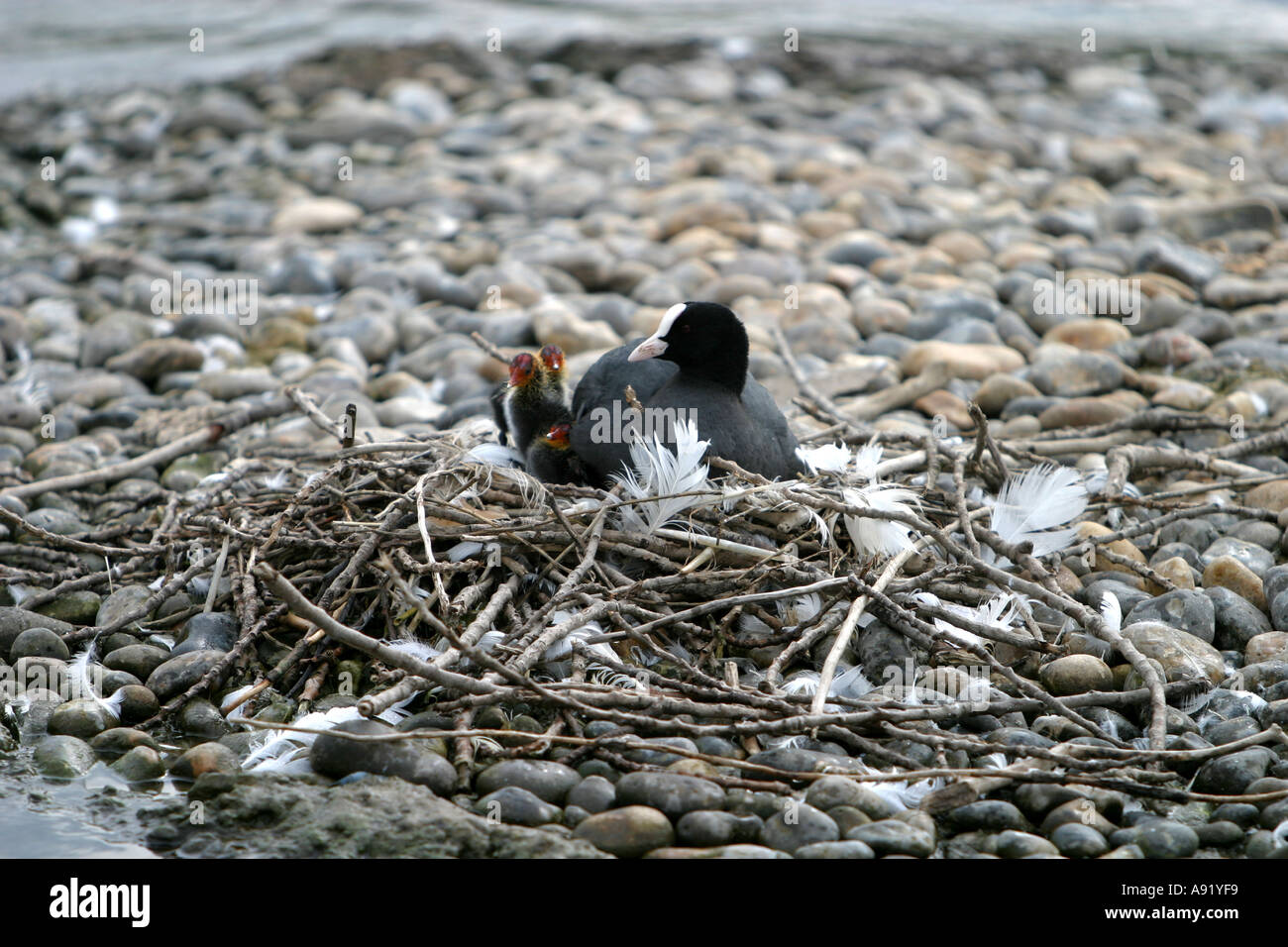 Family of coots hi-res stock photography and images - Alamy