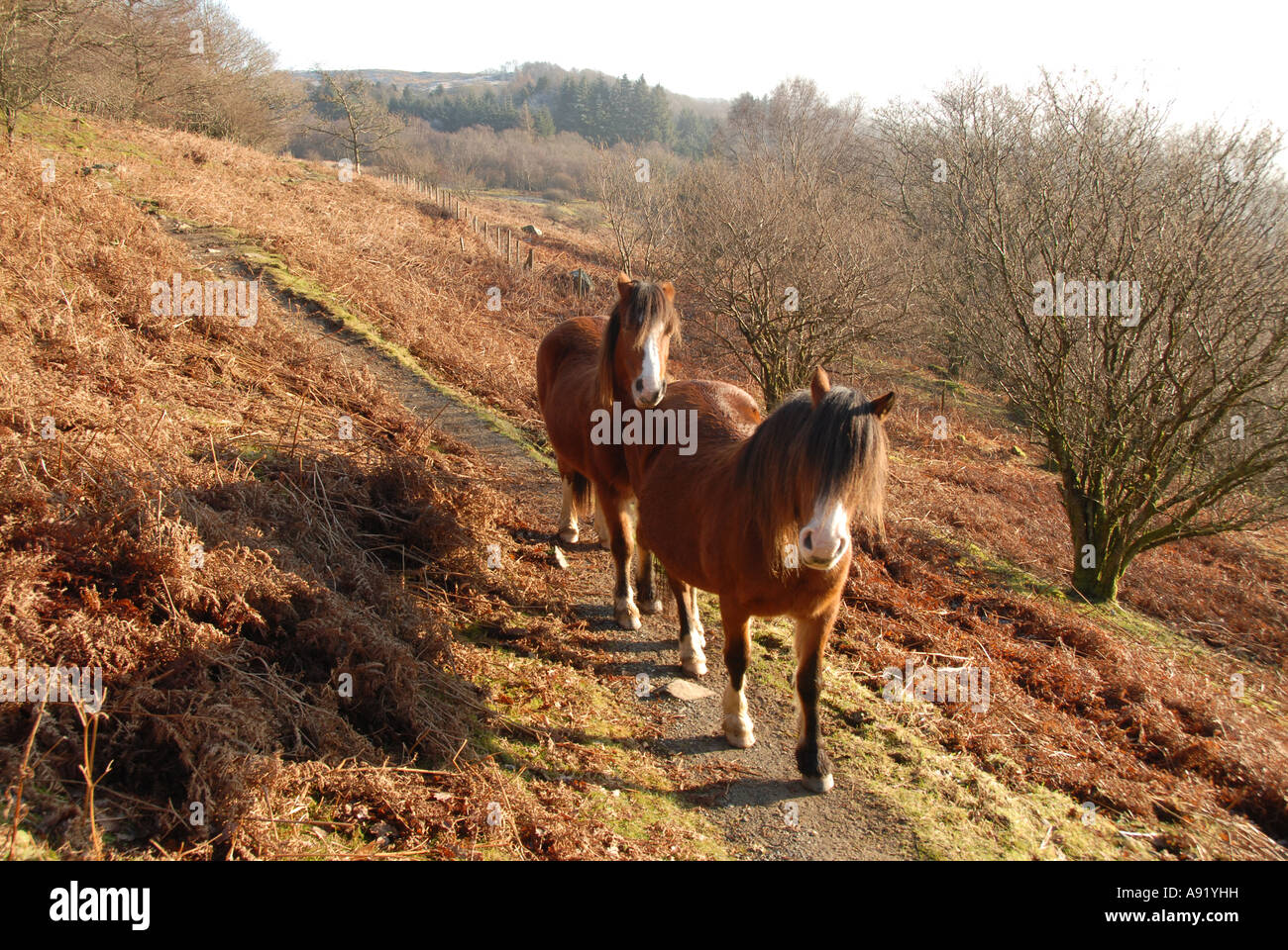 Welsh Mountain Ponies Animals Stock Photo - Alamy