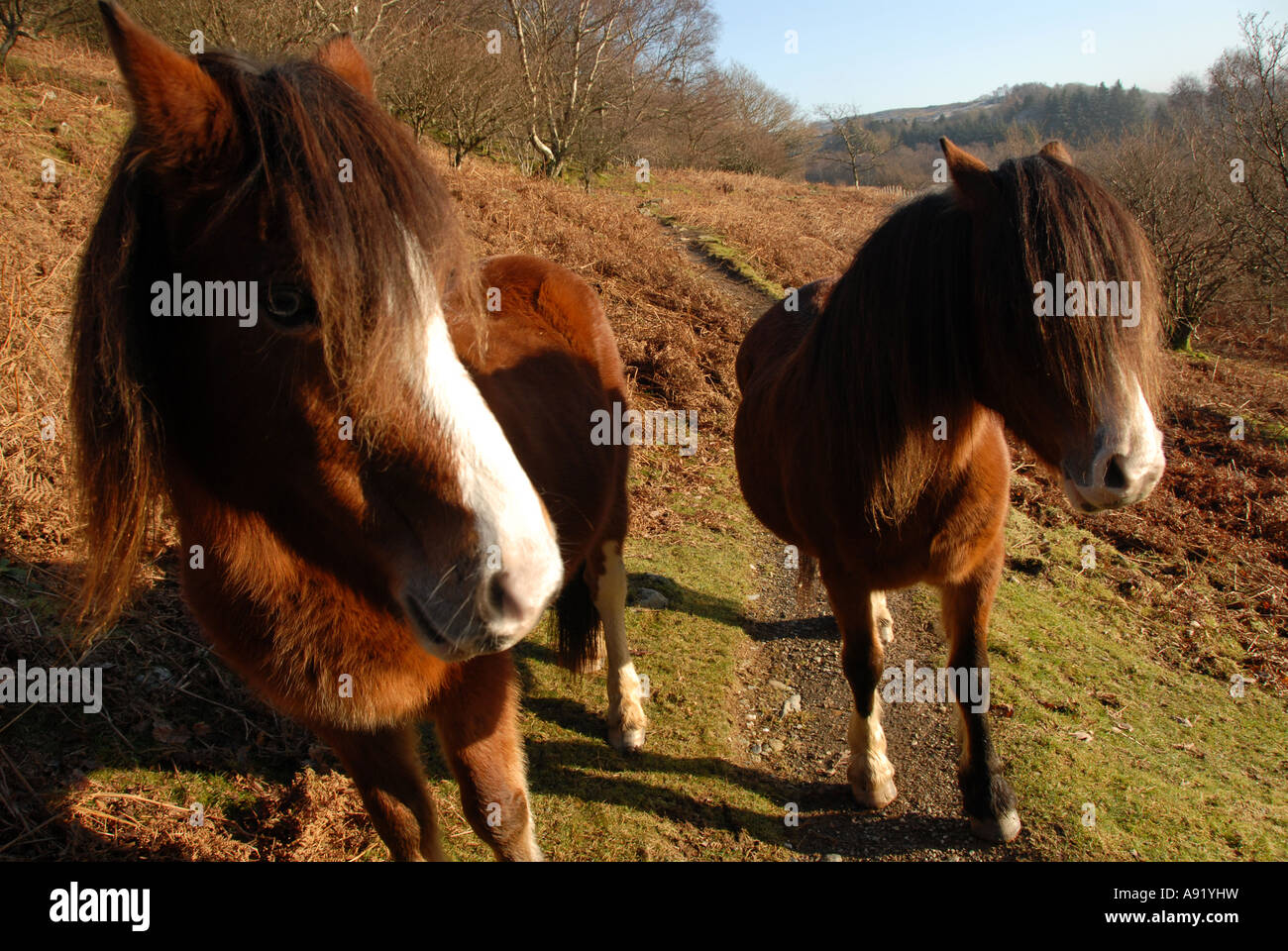 Welsh Mountain Ponies Animals Stock Photo - Alamy