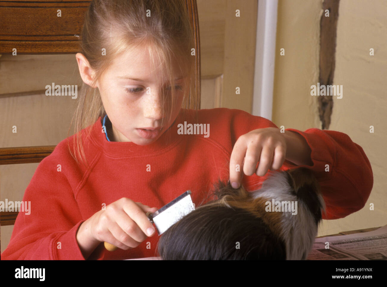 Caring pets hi-res stock photography and images - Alamy