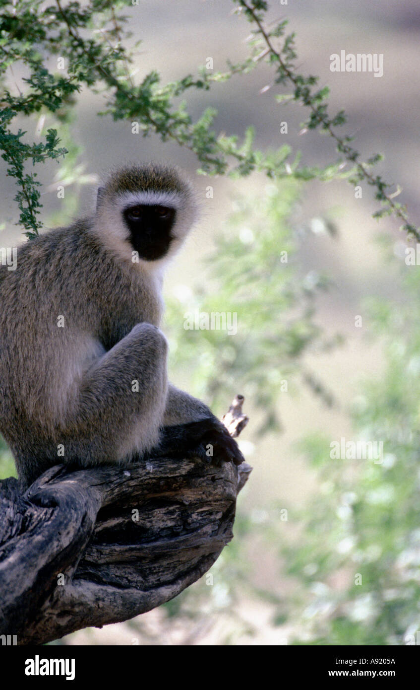Vervet Monkeys Tanzania Stock Photo - Alamy