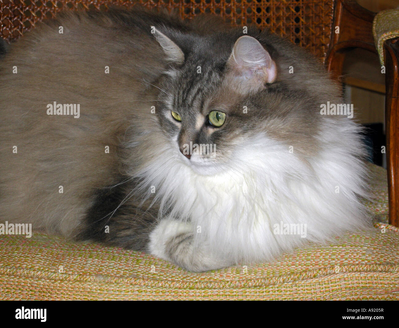 Domestic longhair hi-res stock photography and images - Alamy