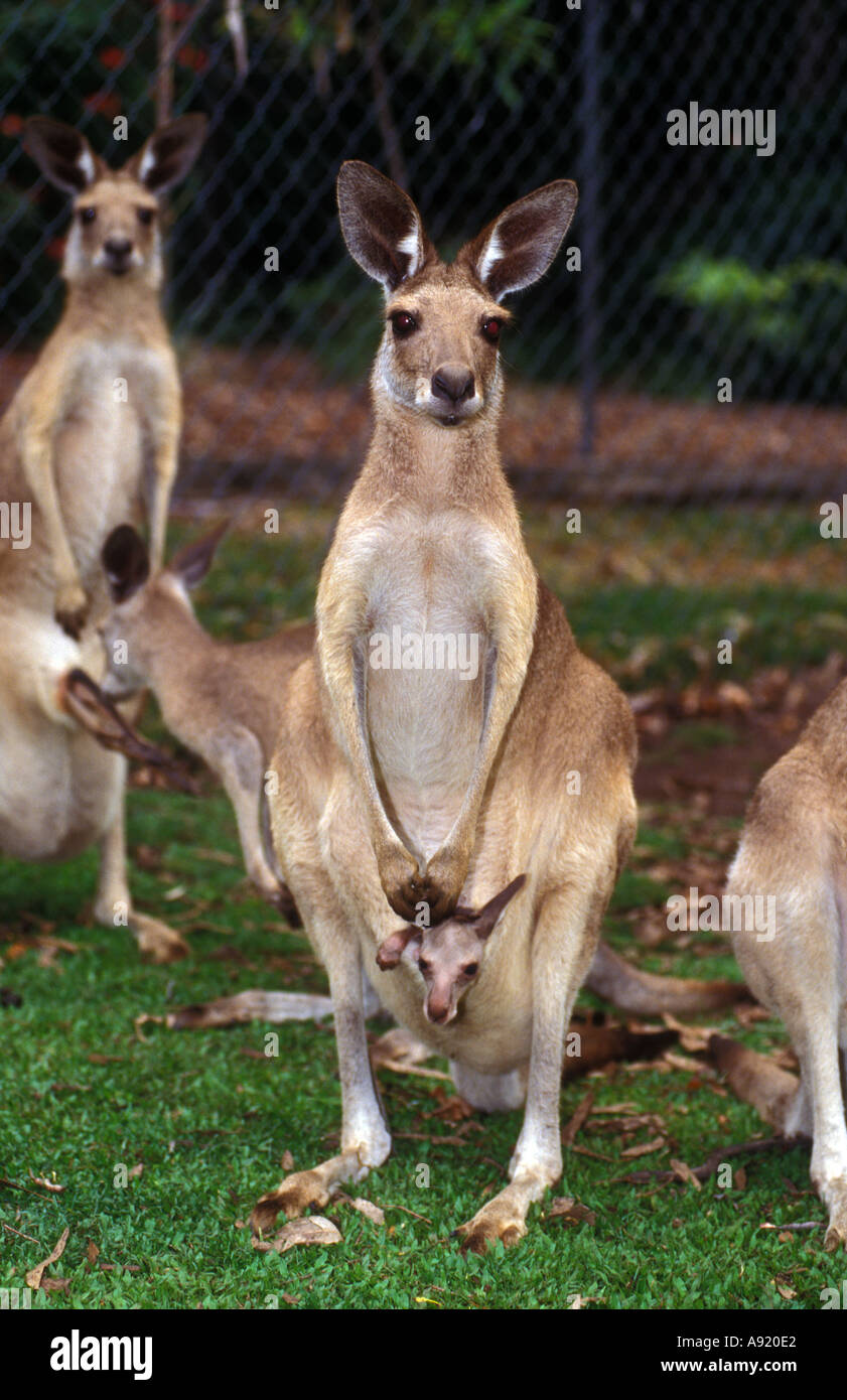 Pretty face wallaby hi-res stock photography and images - Alamy