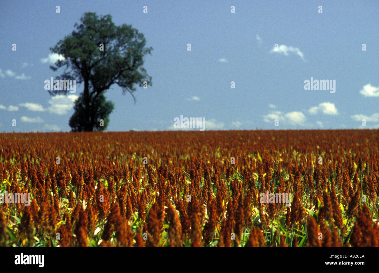 Broad acre farming hi-res stock photography and images - Alamy