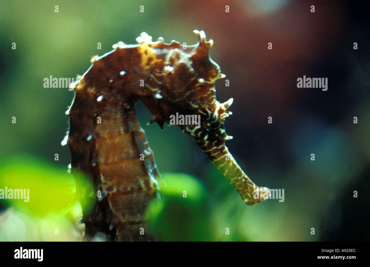 Great barrier reef australia seahorse hi-res stock photography and ...