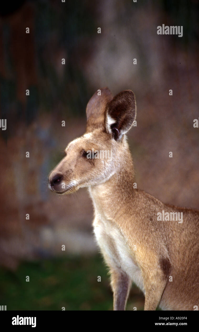 Pretty Face Wallaby Stock Photos & Pretty Face Wallaby Stock Images - Alamy