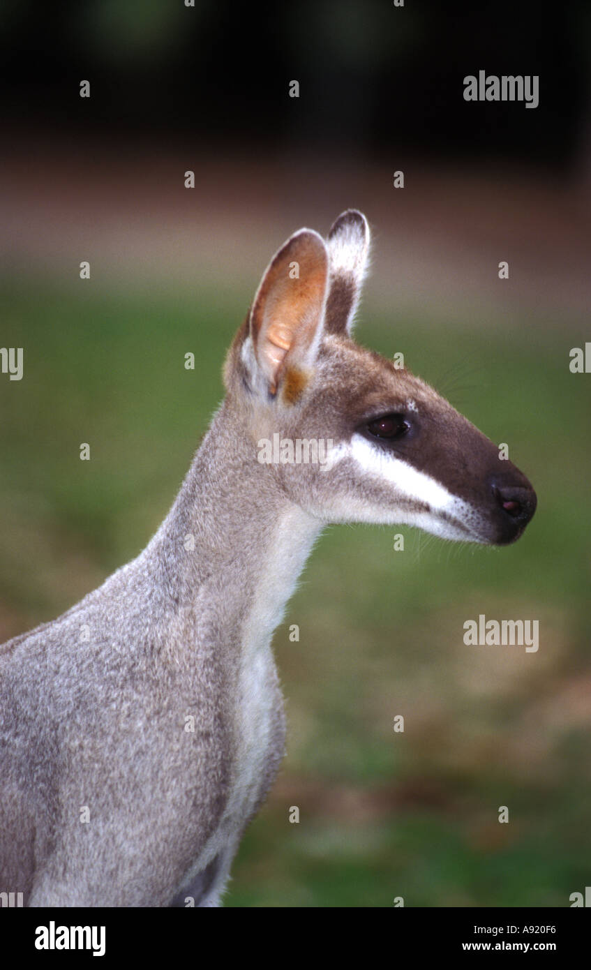 Pretty face wallaby hi-res stock photography and images - Alamy