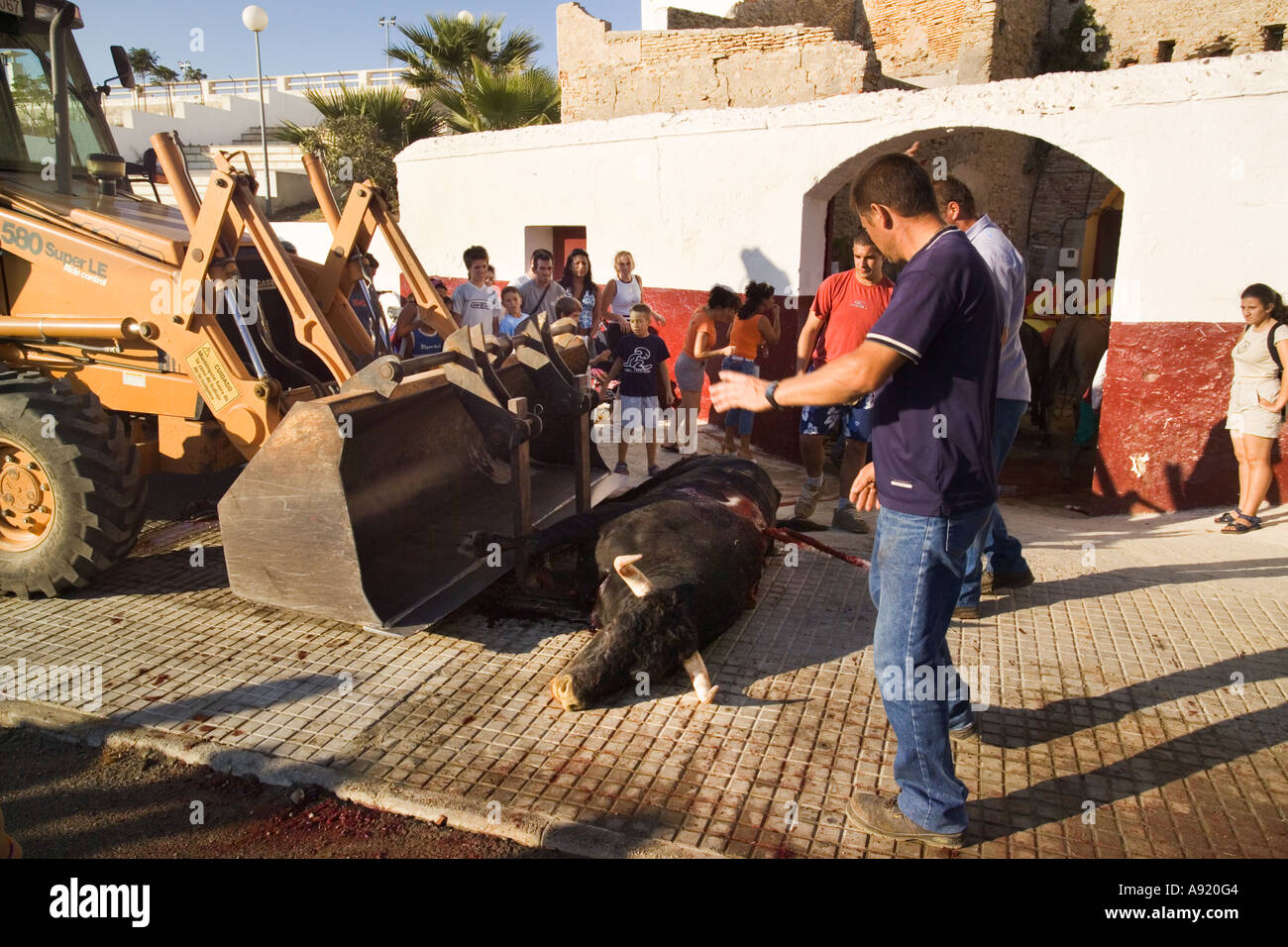 dead bull taken from bullring with horrified spectators and children ...