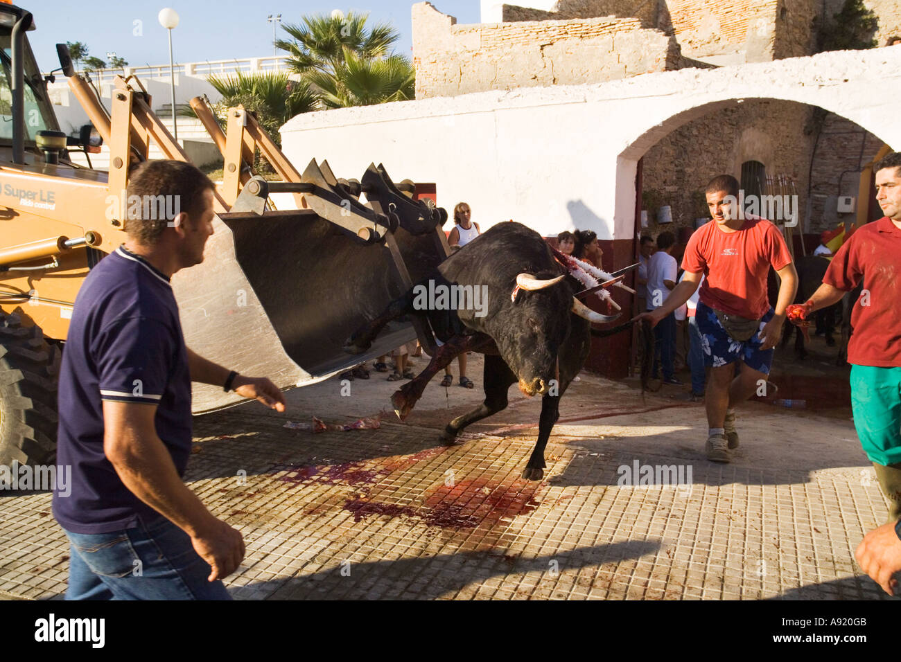 dead bull taken from bullring with horrified spectators and children ...