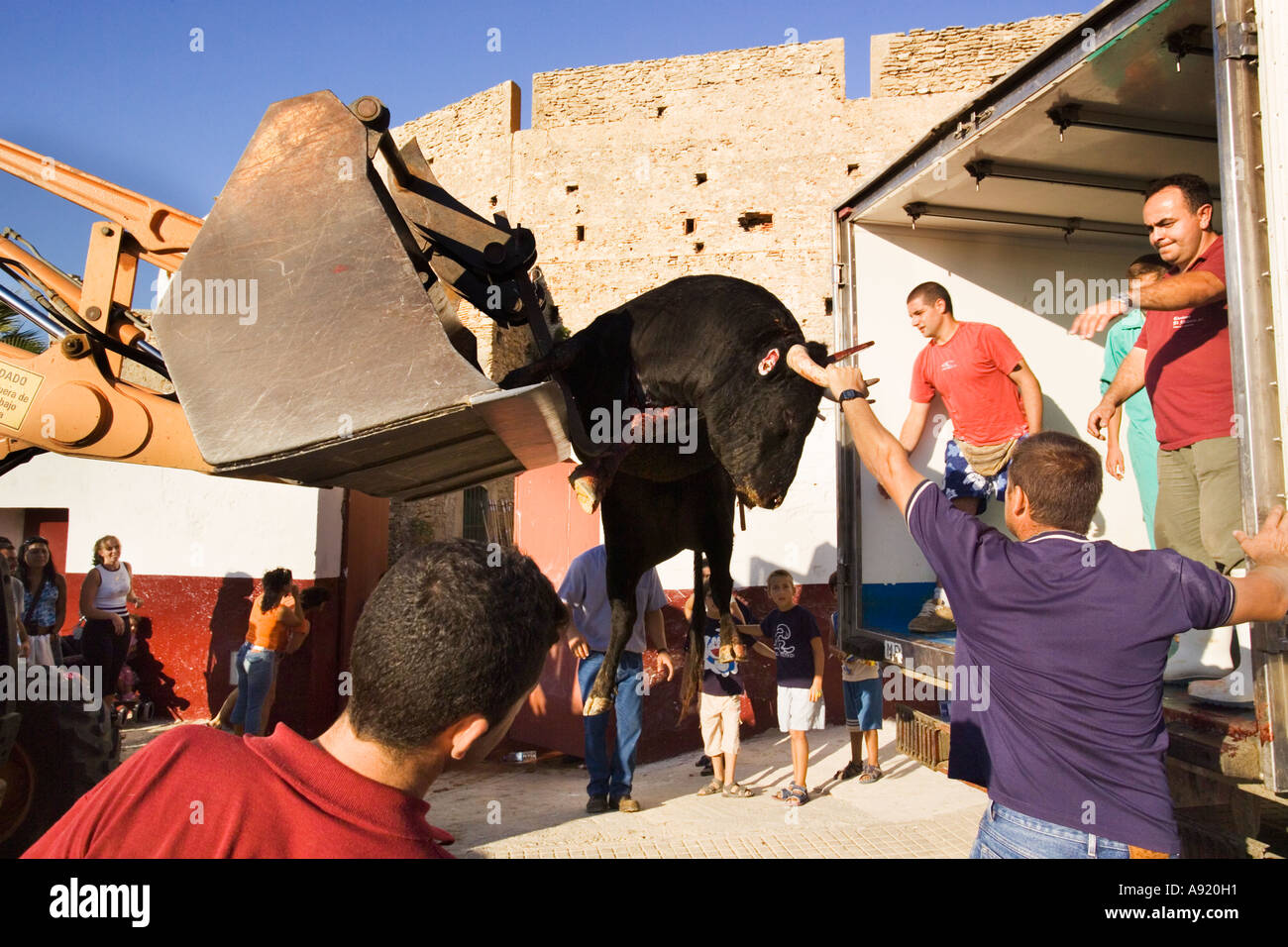 dead bull taken from bullring with horrified spectators and children ...