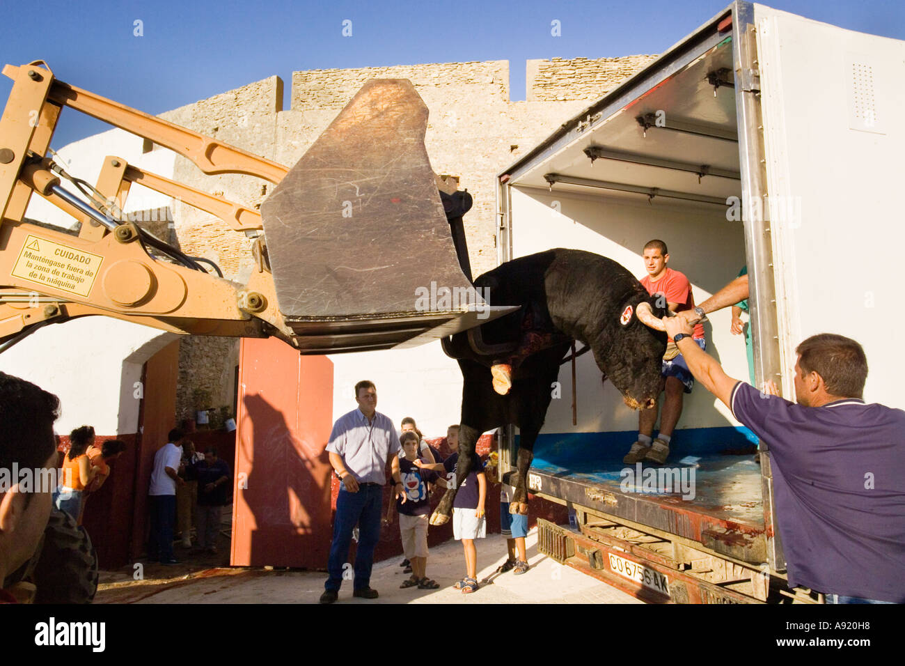 dead bull taken from bullring with horrified spectators and children ...