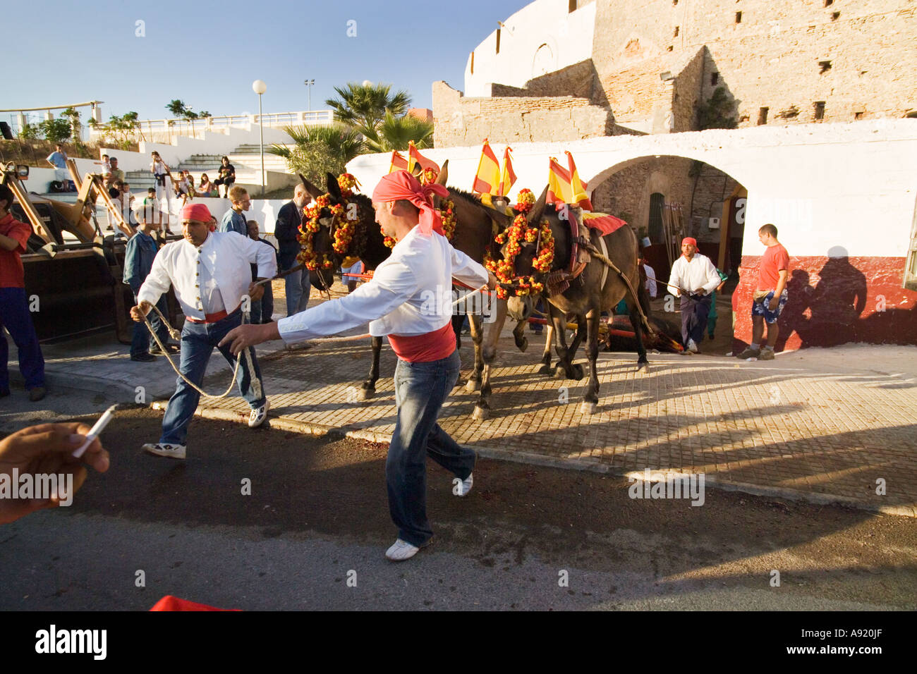 dead bull taken from bullring with blood on the pavement or blood on ...