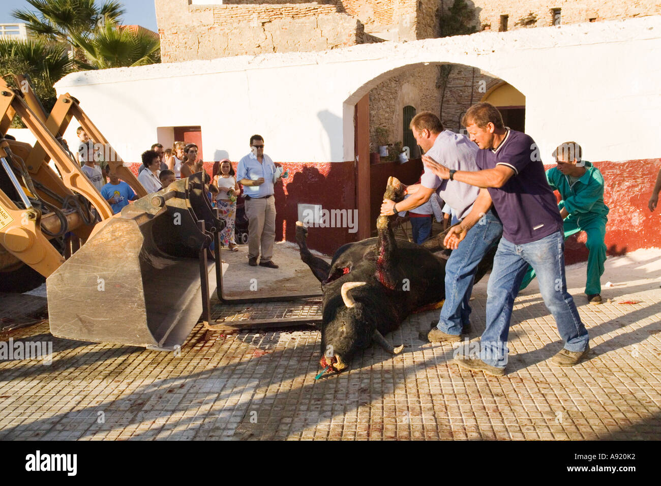 dead bull taken from bullring with blood on the pavement with horrified ...