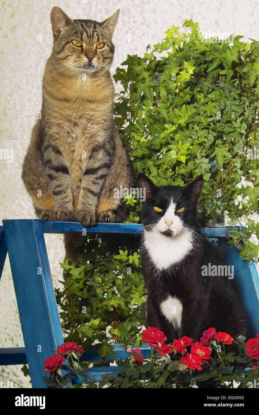 two domestic cats - sitting on ladder Stock Photo - Alamy