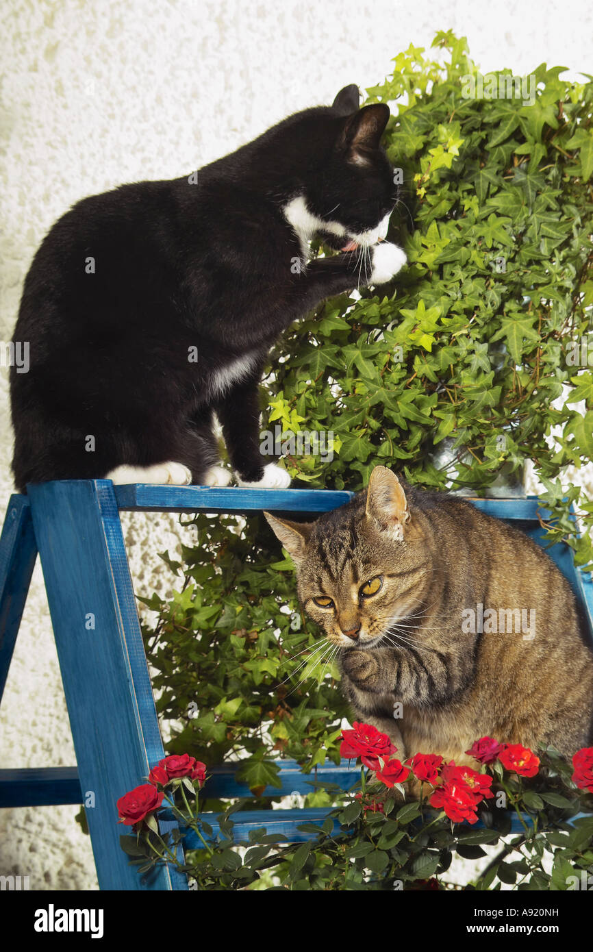 two domestic cats - preening themselves Stock Photo - Alamy