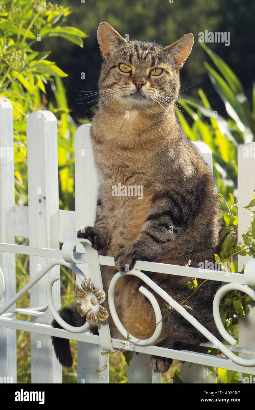 tabby domestic cat - standing behind fence Stock Photo - Alamy