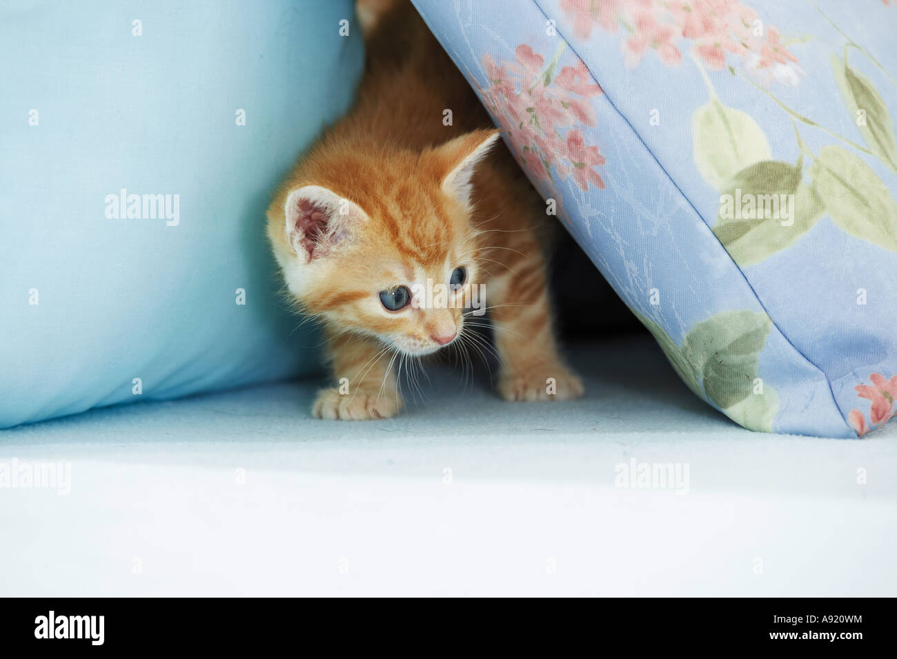 domestic cat kitten between pillows Stock Photo - Alamy