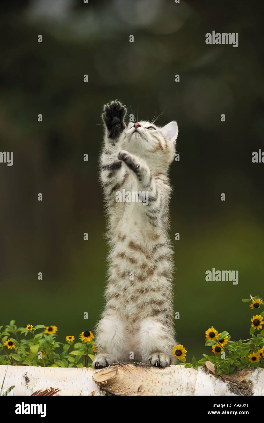 Hind legs high hi-res stock photography and images - Alamy