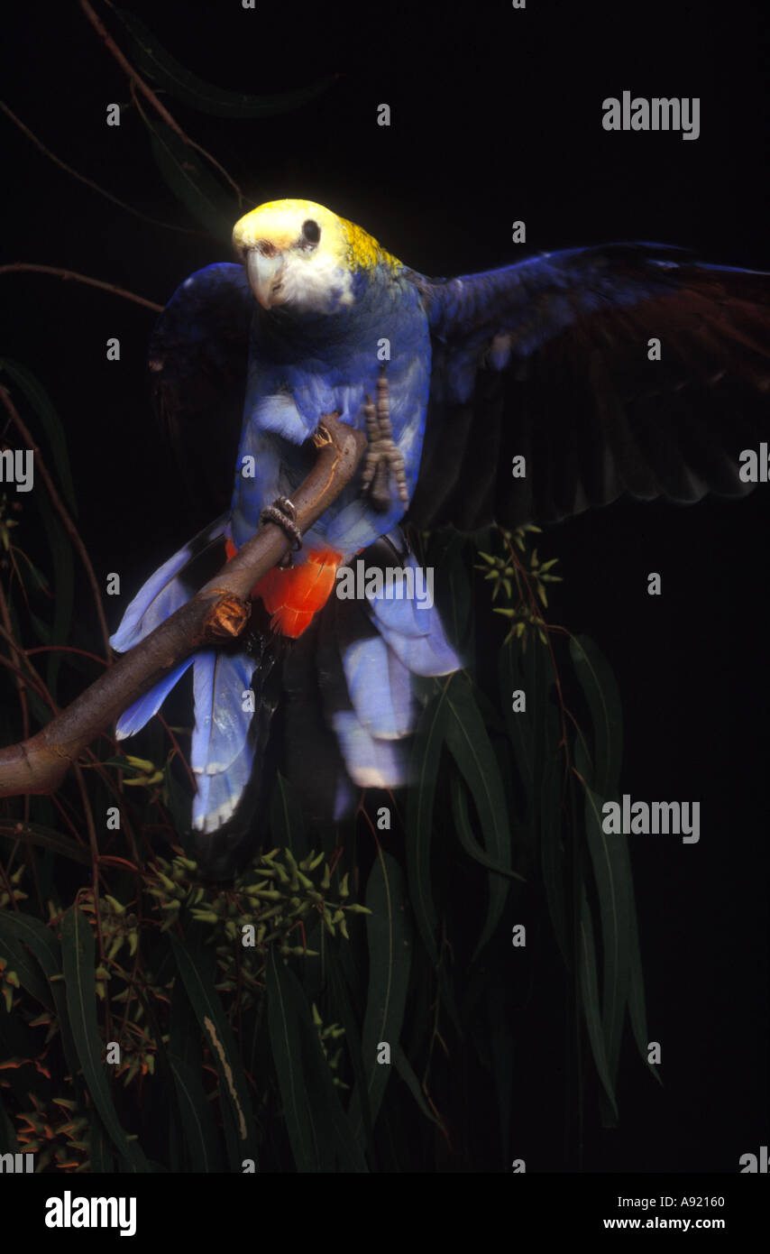 Pale headed rosella platycercus eximius Stock Photo - Alamy