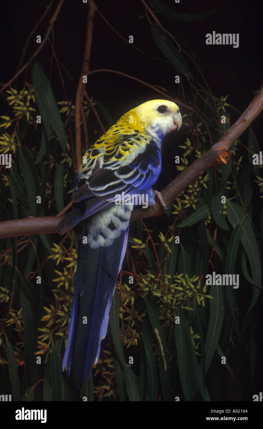 Pale headed rosella platycercus eximius Stock Photo - Alamy