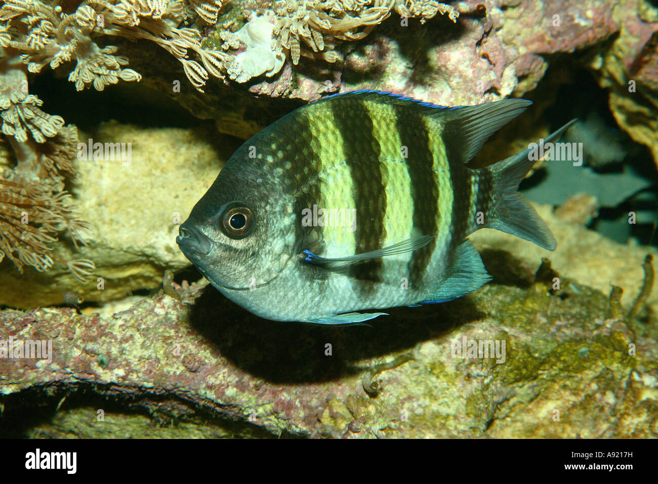 Sergeant major fish hi-res stock photography and images - Alamy