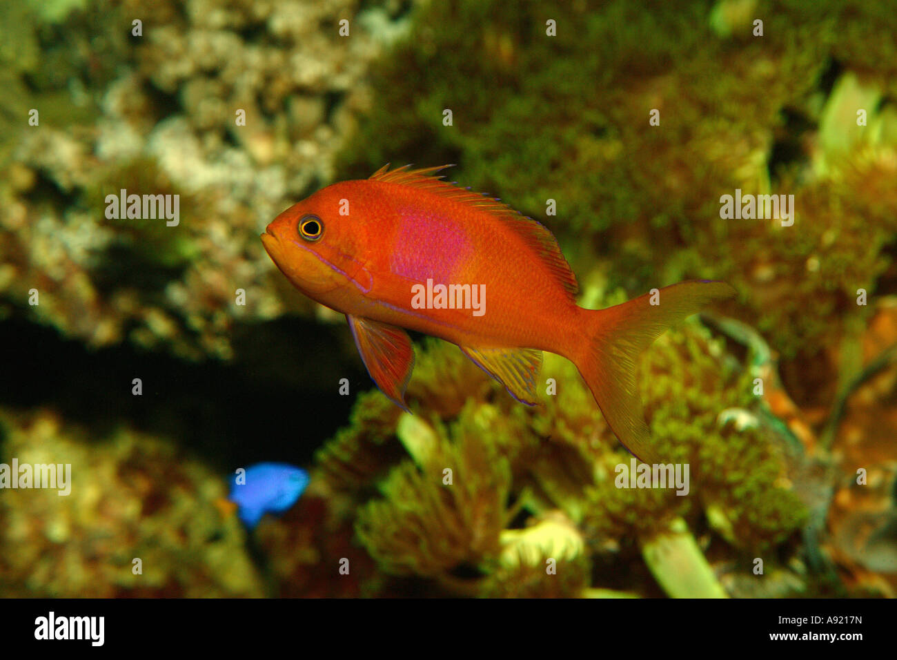 Squareback hi-res stock photography and images - Alamy