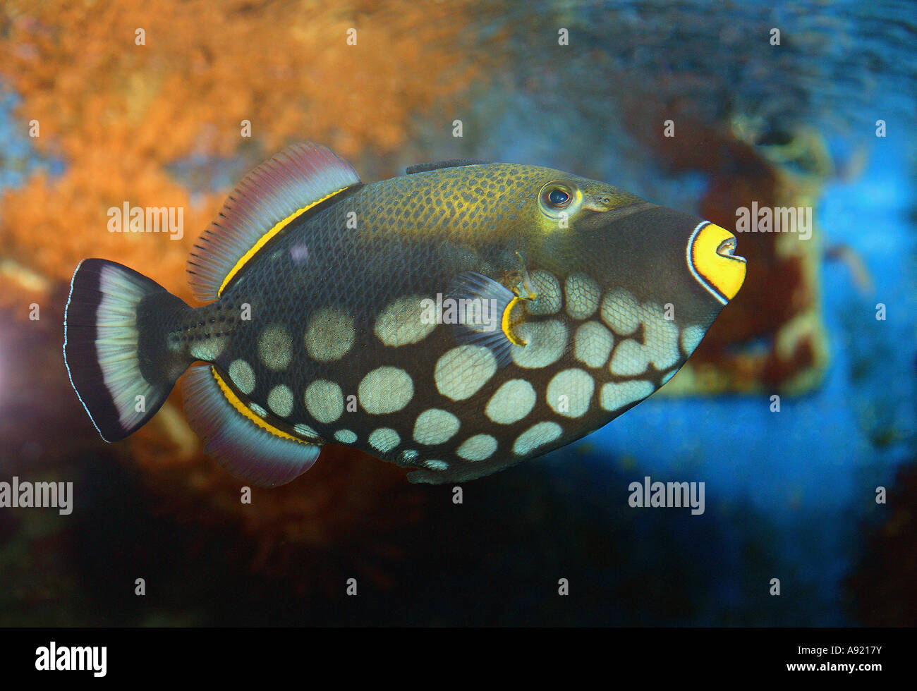 Big-spotted Triggerfish (Balistoides conspicillum) occurs in reef ...