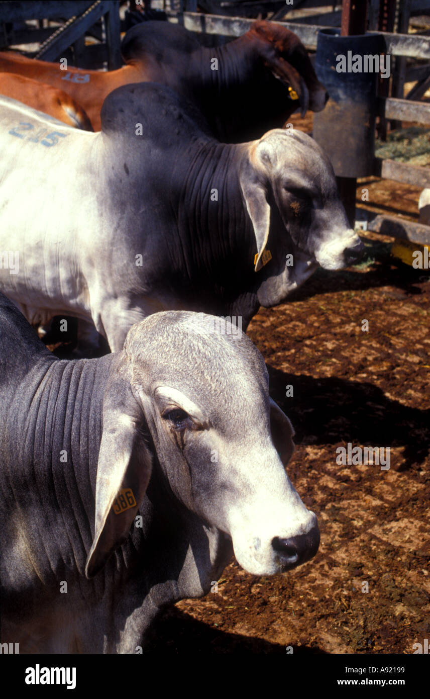 Brahma bull horns hi-res stock photography and images - Alamy