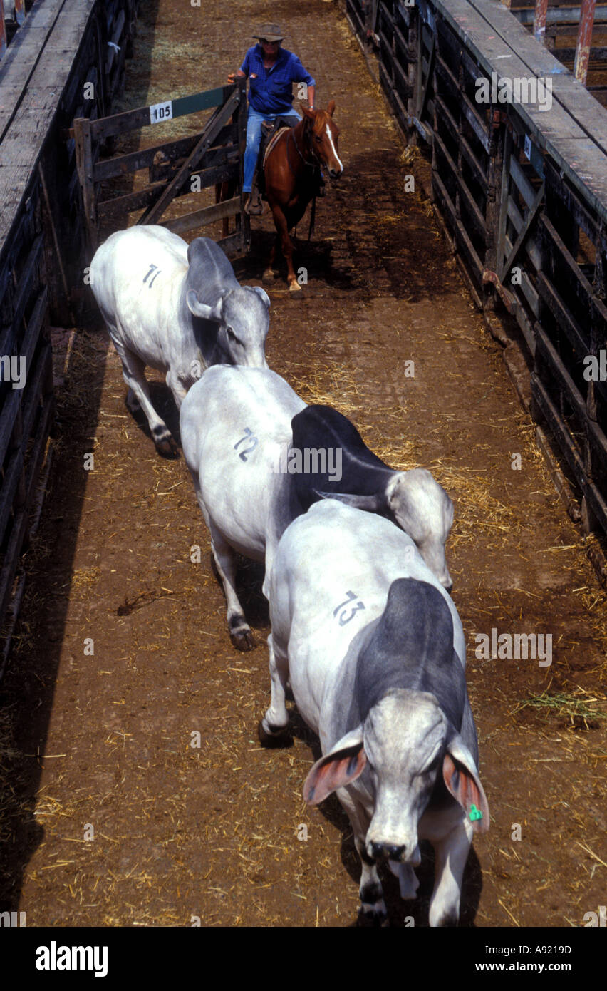 Brahman cattle Stock Photo - Alamy