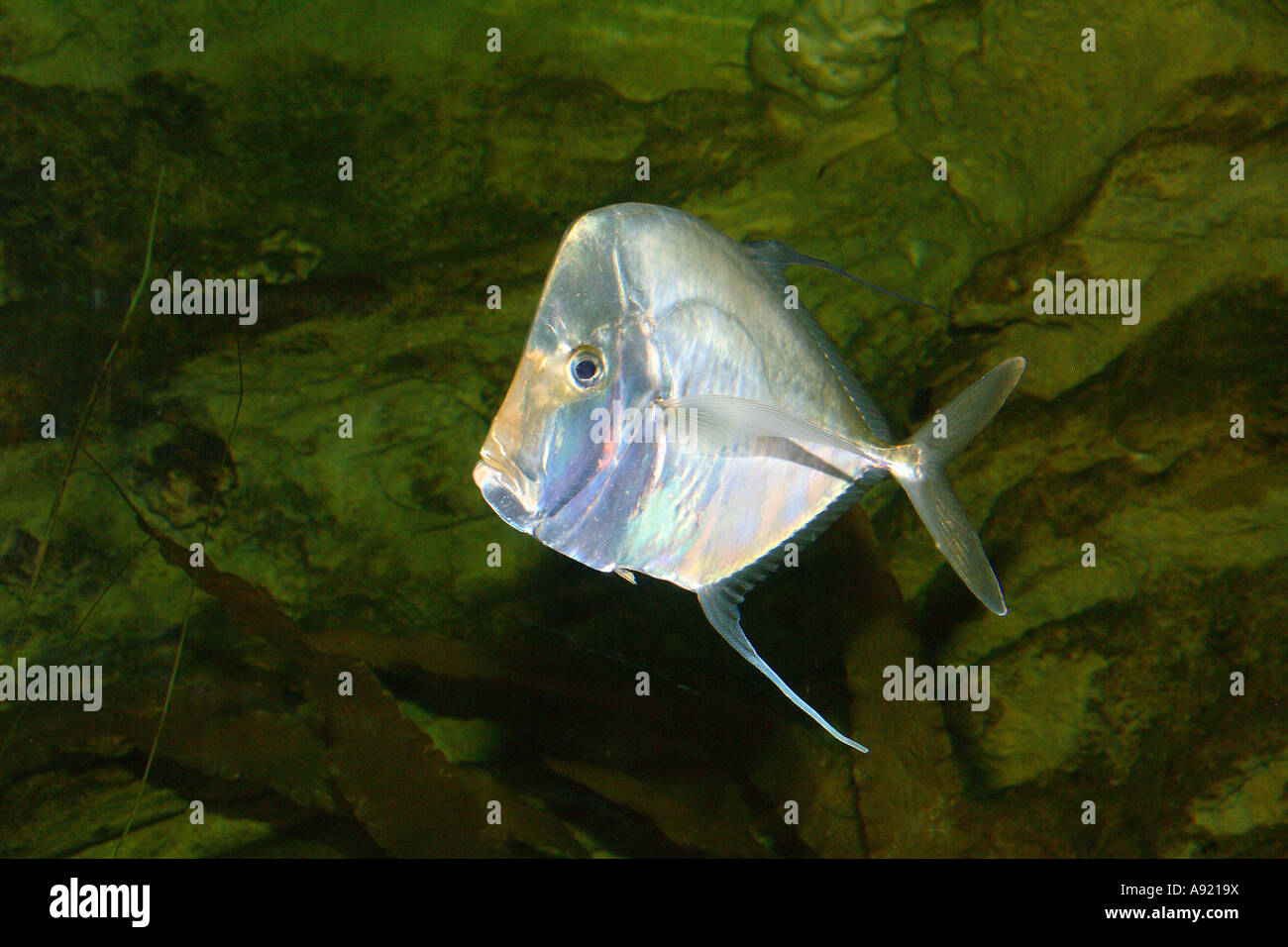 Lookdown Fish Stock Photos & Lookdown Fish Stock Images - Alamy