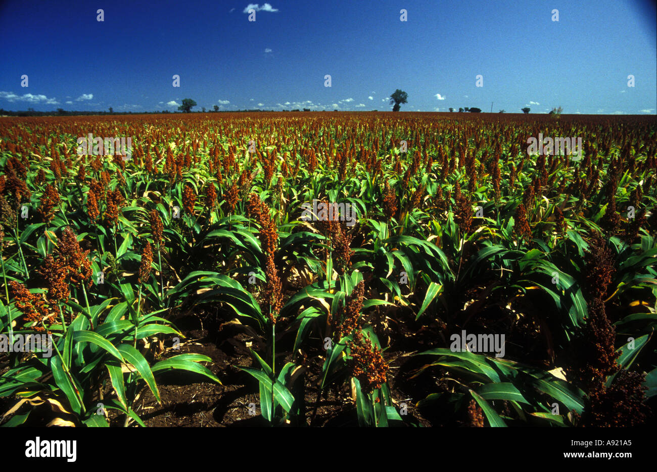 Australian sorghum crop hi-res stock photography and images - Alamy