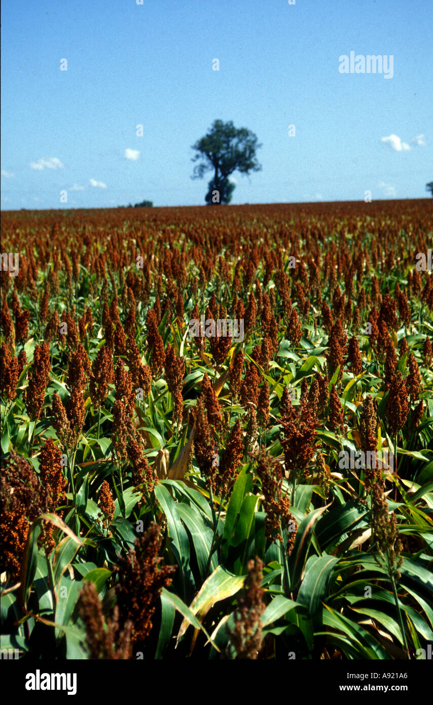 Australian sorghum crop hi-res stock photography and images - Alamy