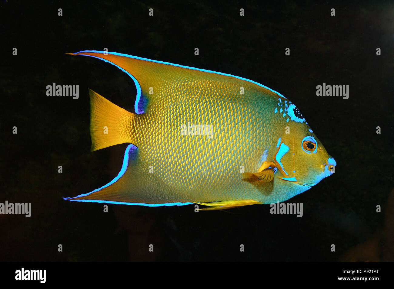 Queen angelfishes hi-res stock photography and images - Alamy
