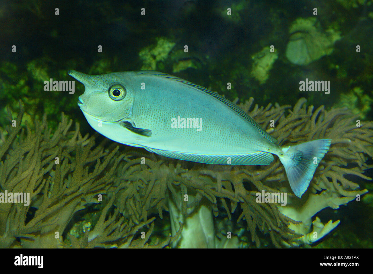 Spotted unicornfish / Naso brevirostris Stock Photo - Alamy