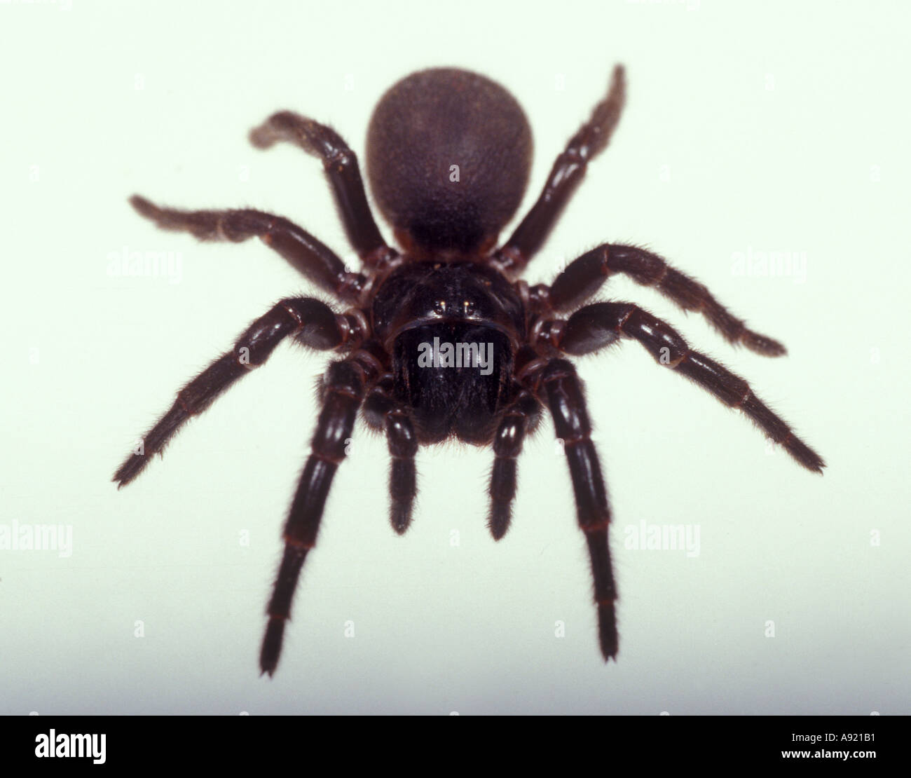 funnel web spider Stock Photo - Alamy