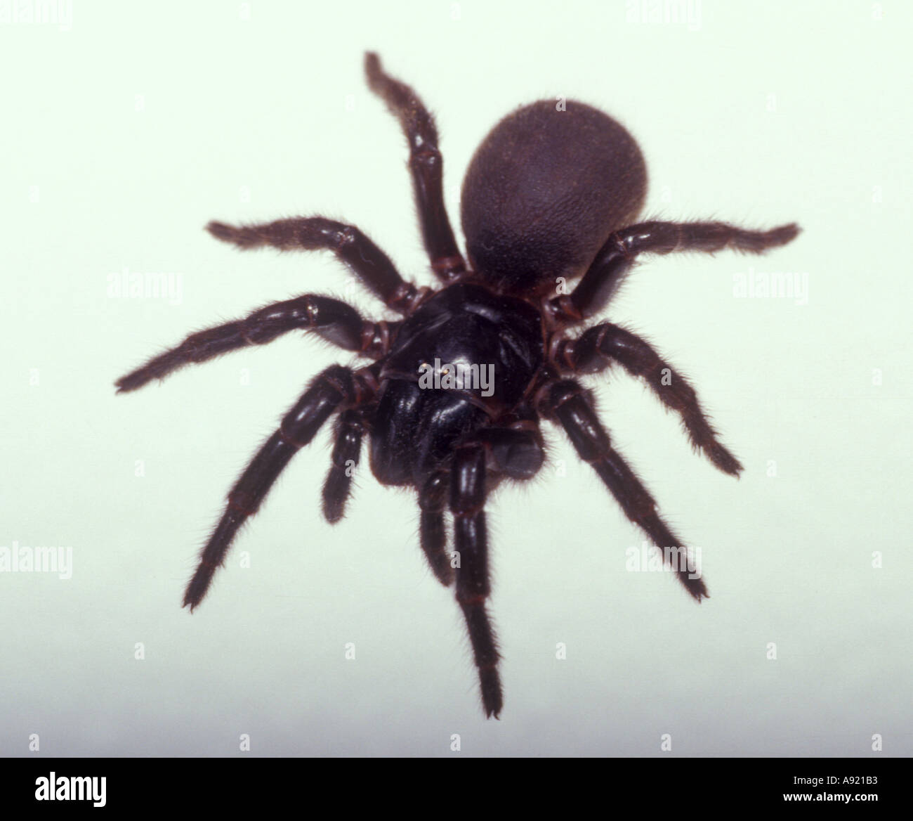 funnel web spider Stock Photo - Alamy