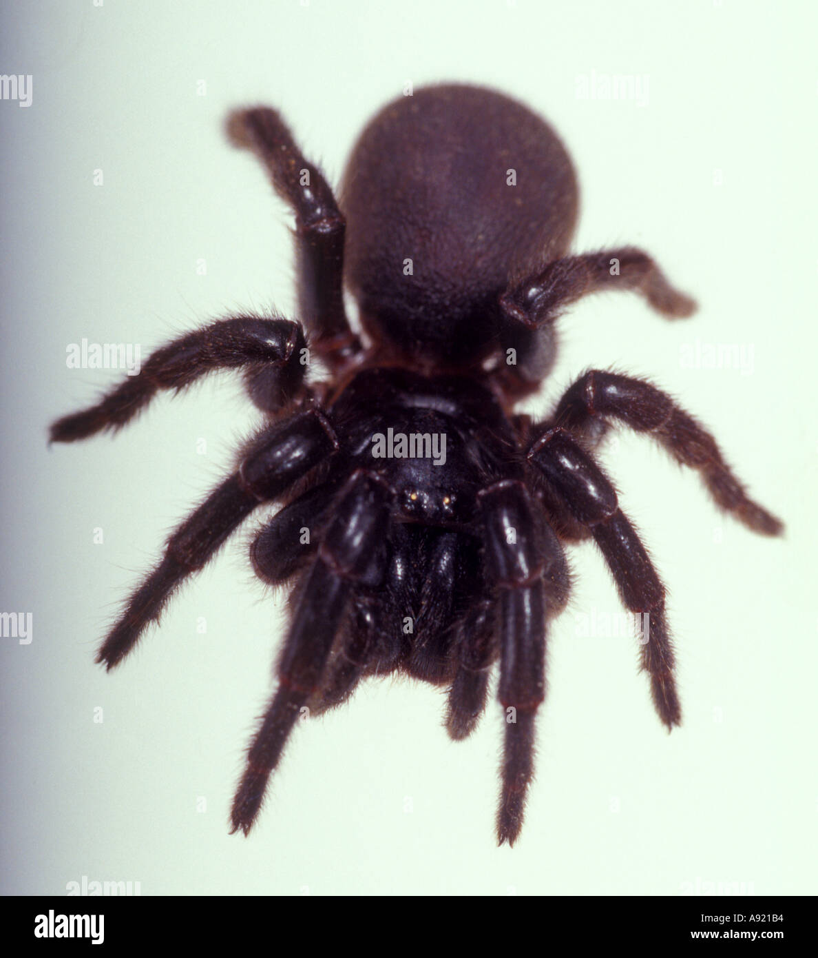 funnel web spider Stock Photo - Alamy