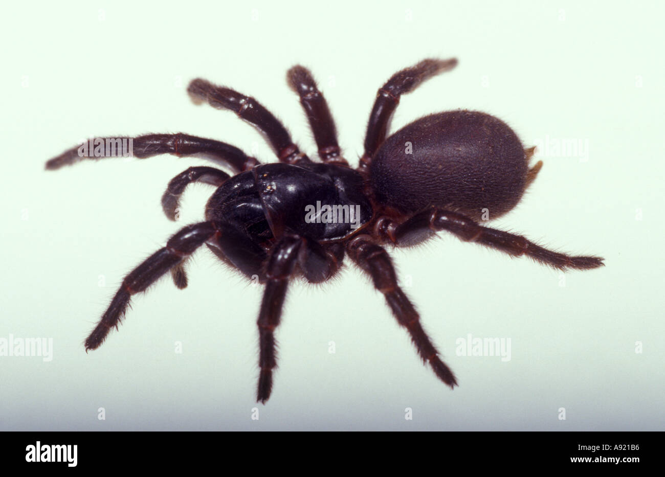 Tasmanian spider hi-res stock photography and images - Alamy