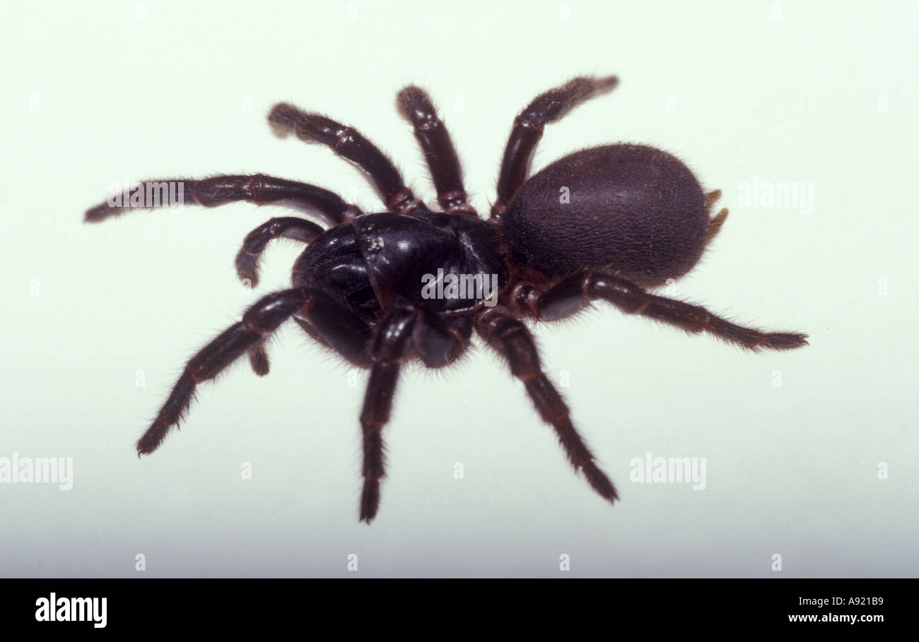funnel web spider Stock Photo - Alamy
