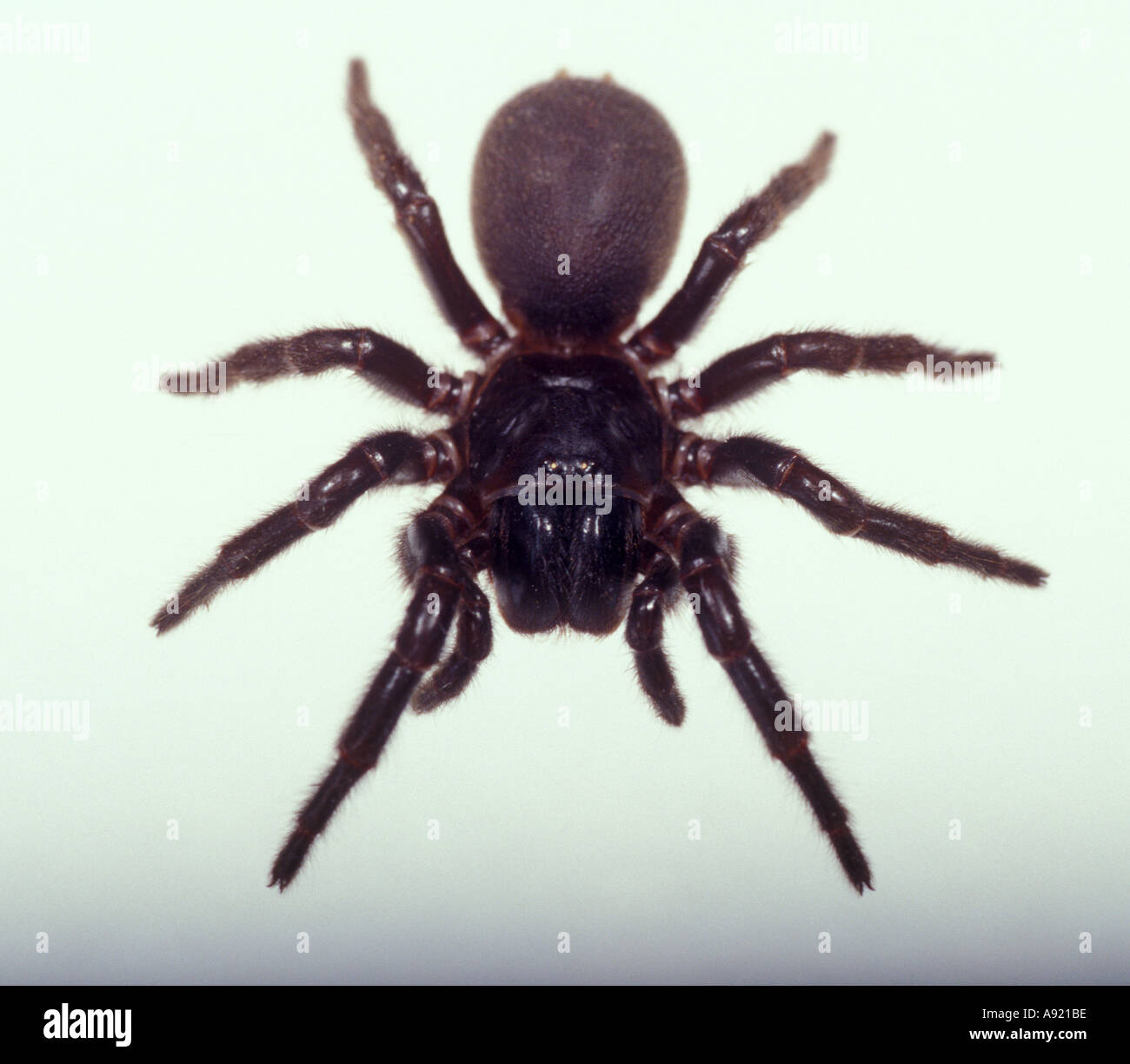 Tasmanian spider hi-res stock photography and images - Alamy
