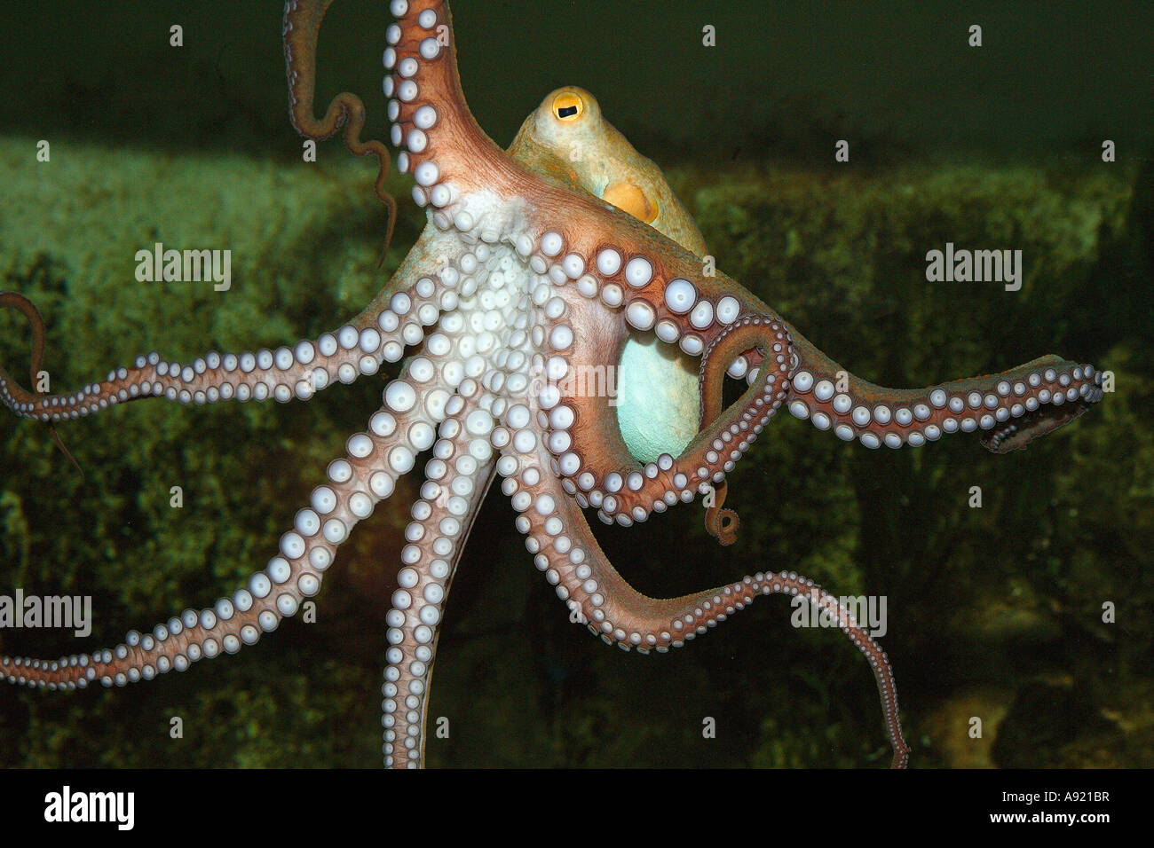 common octopus / Octopus vulgaris Stock Photo - Alamy