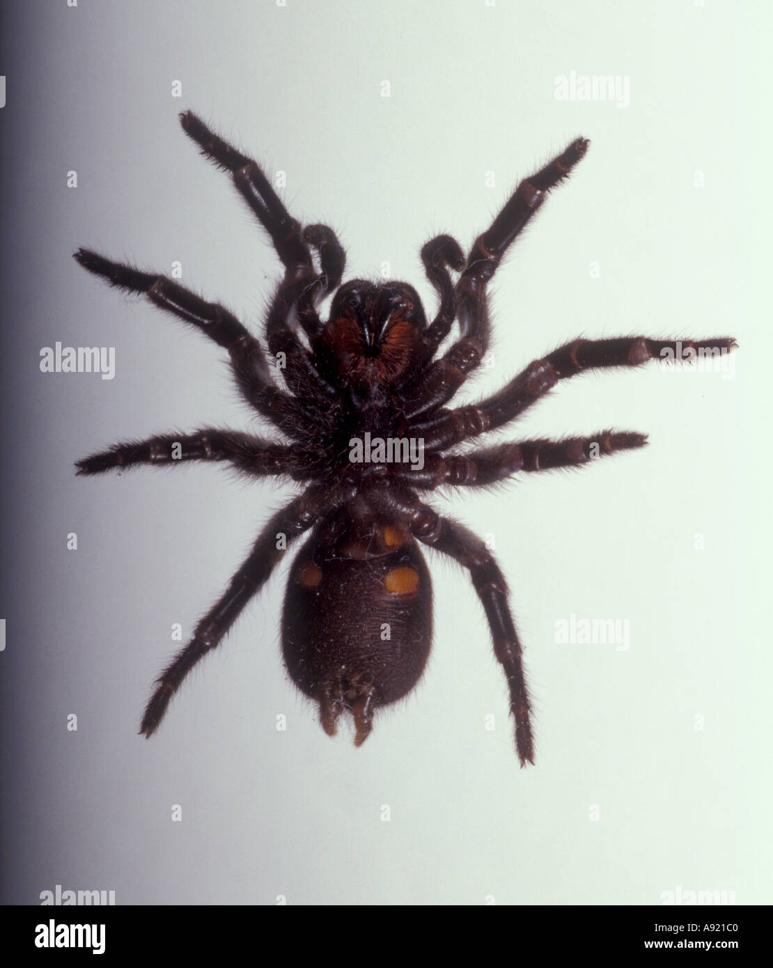 funnel web spider Stock Photo - Alamy