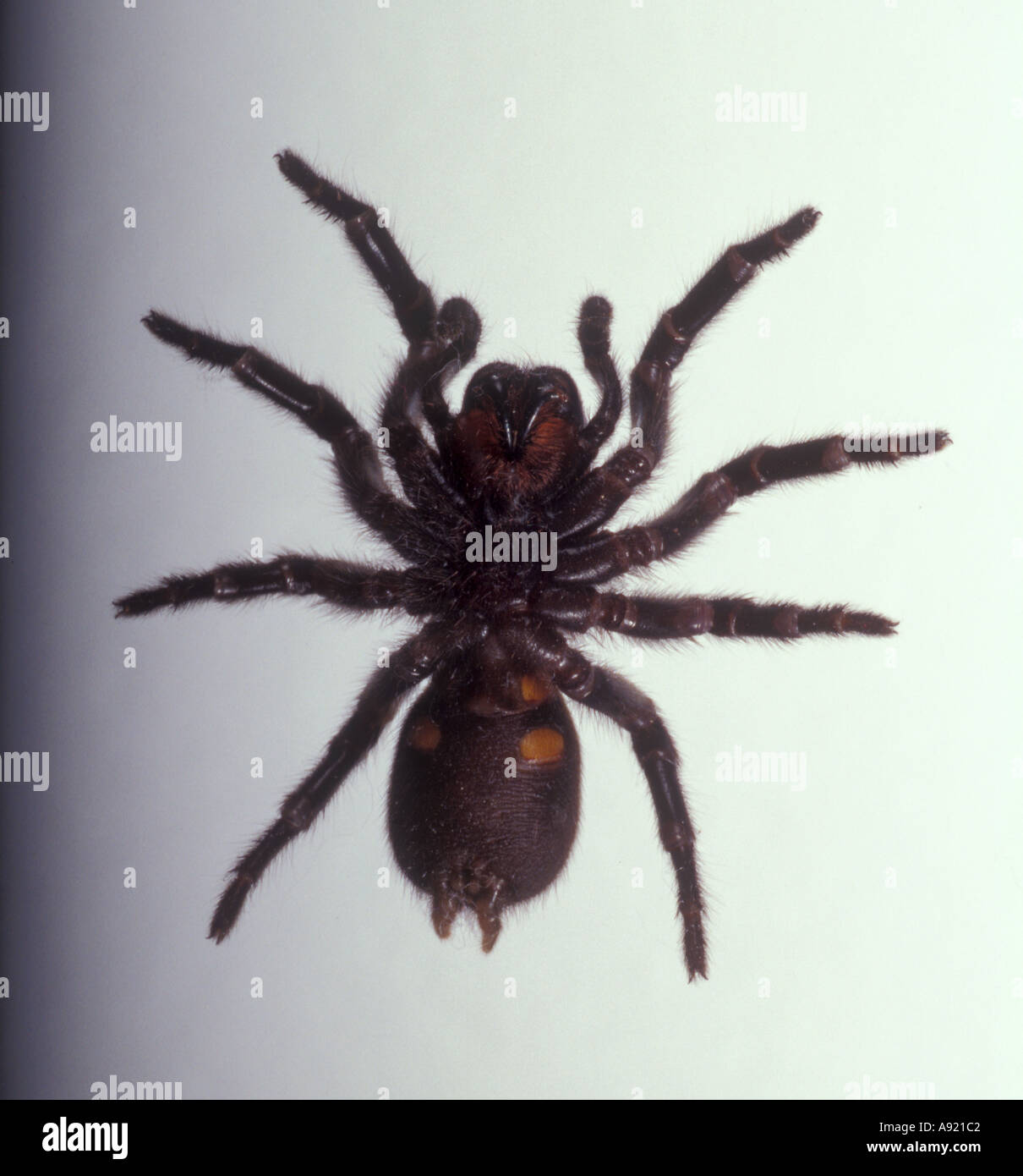 Tasmanian spider hi-res stock photography and images - Alamy