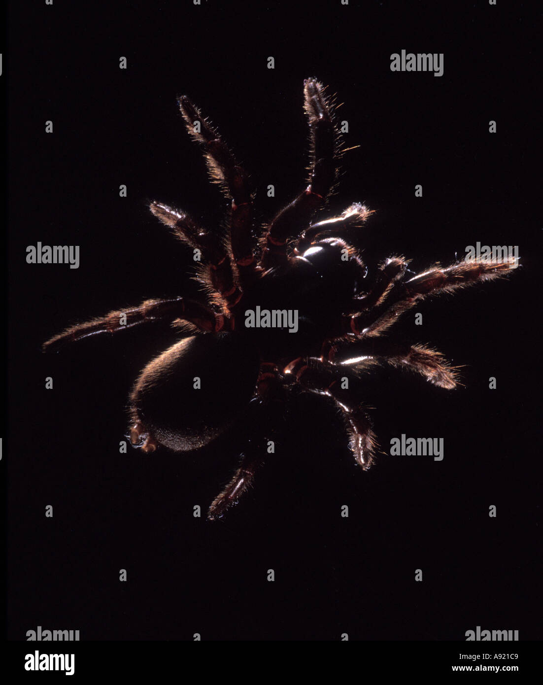 funnel web spider Stock Photo - Alamy