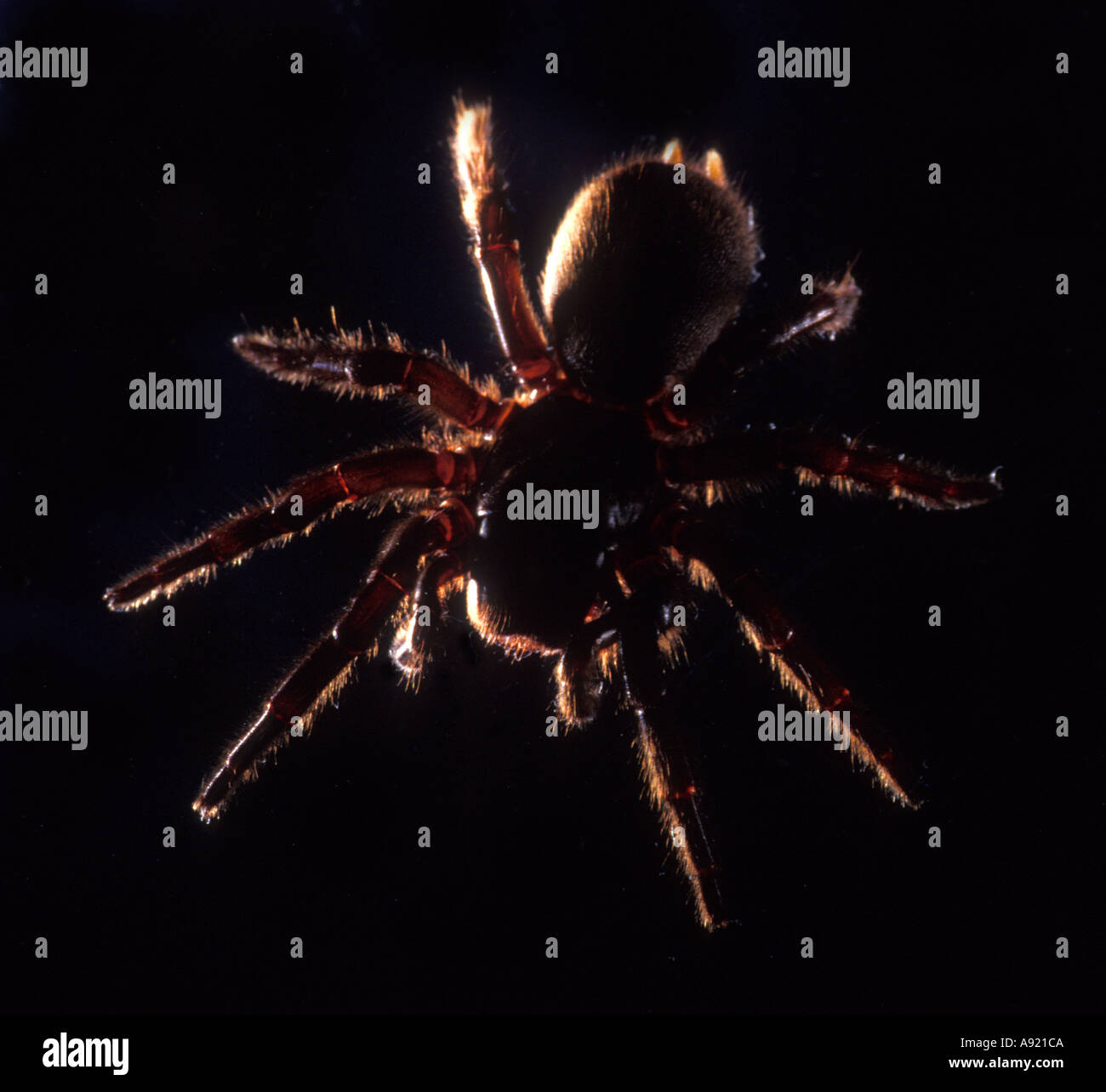 funnel web spider Stock Photo - Alamy