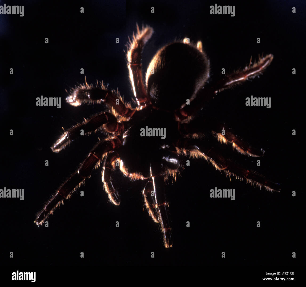 funnel web spider Stock Photo - Alamy